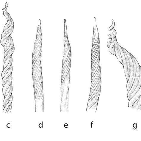 Drawings Of Sperm Cell Heads Of Nine Species Of Pulmonata A Arianta