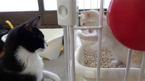 先住猫と子猫を対面させてみた1日目保護猫1日目 Youtube