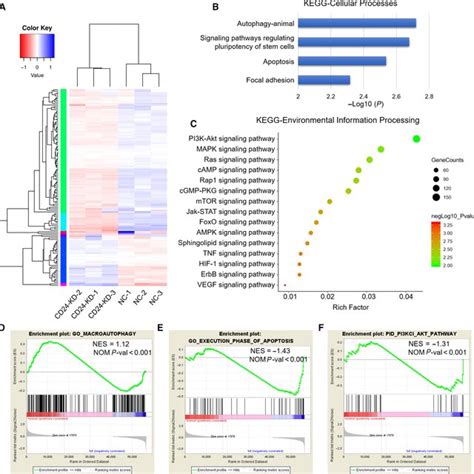 Comparative Transcriptome Analysis Of Cd24 Kd And Control Rb Cells A