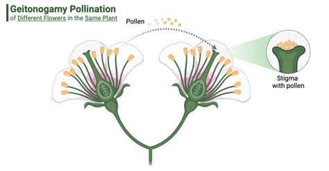 Pollination Definition Types Process Agents Adaptation Biology