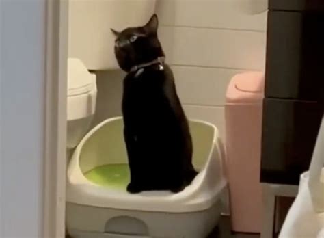 トイレに真剣になりすぎた猫、なんだか様子がおかしいぞ？ ねこのこと。～猫がもっと好きになる動画紹介サイト～