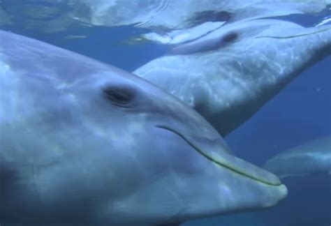 Teenage Dolphins Get High On Puffer Fish Toxin Toby Weston