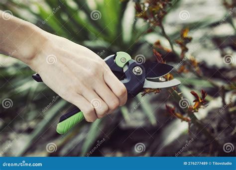 Spring Pruning Of The Garden With Secateurs Care For Trees And Bushes