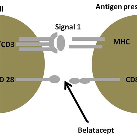 T Cell Activation Through Two Signals Download Scientific Diagram
