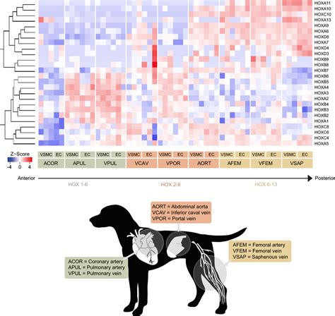 Heatmap Of Hox Gene Expression In Endothelial And Vascular Smooth