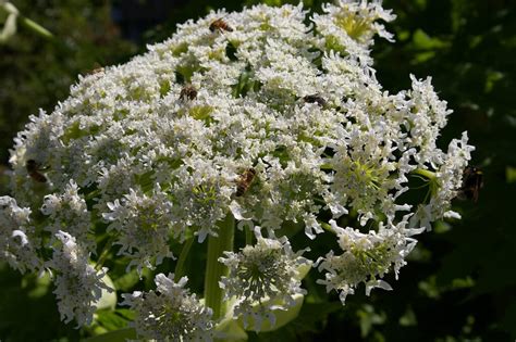 Queen Annes Lace Wildflower Hearth And Vine