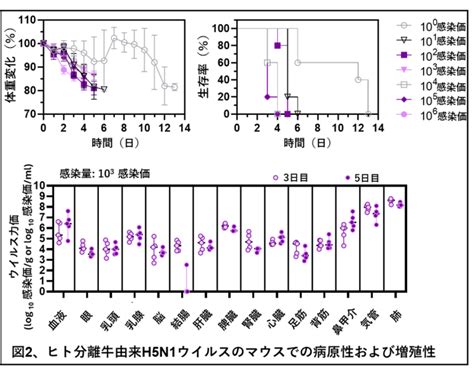 ヒトから分離された牛由来高病原性h5n1鳥インフルエンザウイルスの病原性と感染伝播性 テック・アイ生命科学