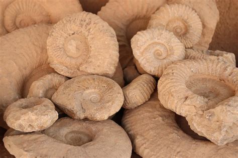 Ammonoid Images Free Download On Freepik