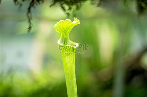 Carnivorous Bottle Grass Picture And Hd Photos Free Download On Lovepik