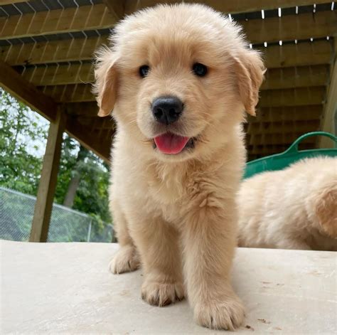 Chiot Golden Retriever à Vendre Golden Retriever Blanc