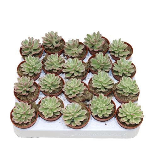 Sedum Rubrotinctum Variegata Variegated 55cm Pot Urban Plant Life