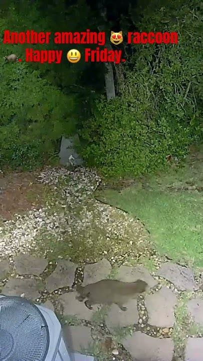 Another Amazing 😻 Raccoon 🦝 Happy 😃 Friday Youtube