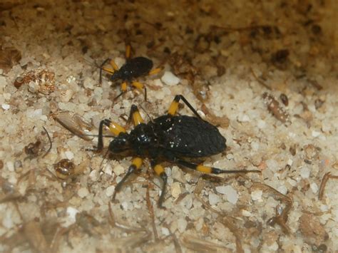 The Online Zoo White Eyed Assassin Bug The Online Zoo White Eyed Assassin Bug