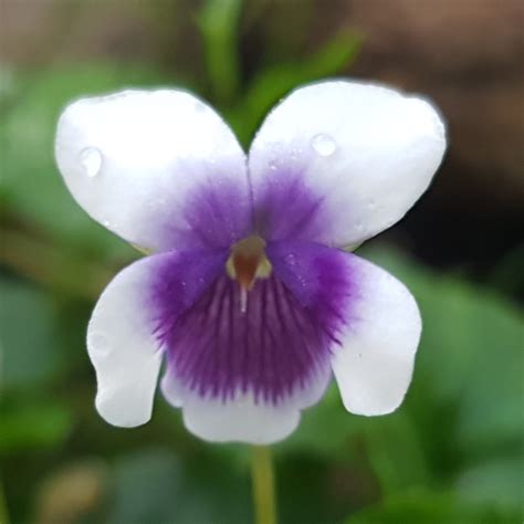 Plant Profile Native Violet Viola Banksii Jane Grows Garden Rooms