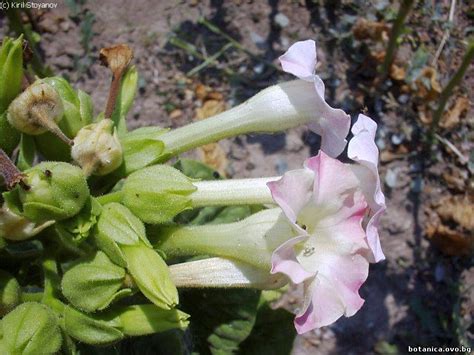Семейство Solanaceae Картофови Botanica Gallery