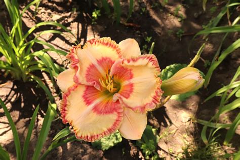 제시카 린 벨 정원 클로즈업에서 럭셔리 꽃 백합 Daylily는 Hemerocallis 속의 꽃 피는 식물입니다 식용 꽃 0명에
