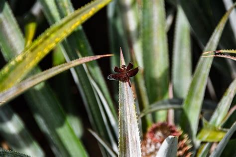 Page 7 Palm Pollination Images Free Download On Freepik