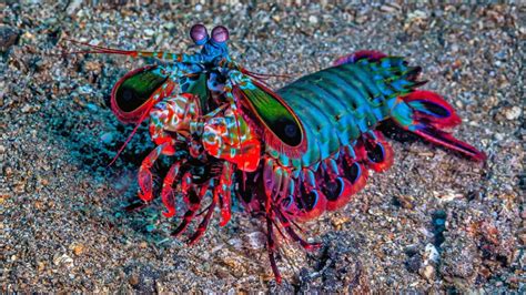 The Shrimp That Punches With The Force Of A Bullet Mantis Shrimp