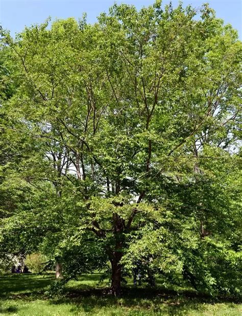 16 Trees You Can Tap For Syrup Artofit