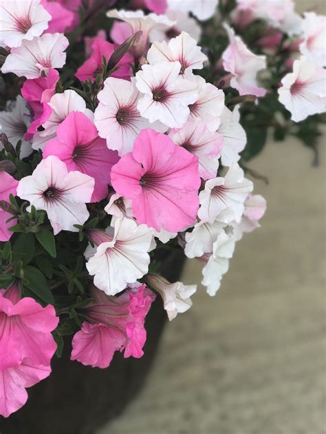 入荷情報 Gardencenterさにべる 庭づくり・花苗・ガーデン雑貨・ハンギングバスケット・家庭菜園・生産直売