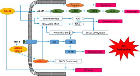 Downstream Products Of Ros Promote Endothelial Cells Ecs Dysfunction Download Scientific