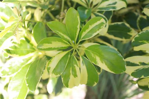 11 Types Of Schefflera And How They Are Different A Z Animals