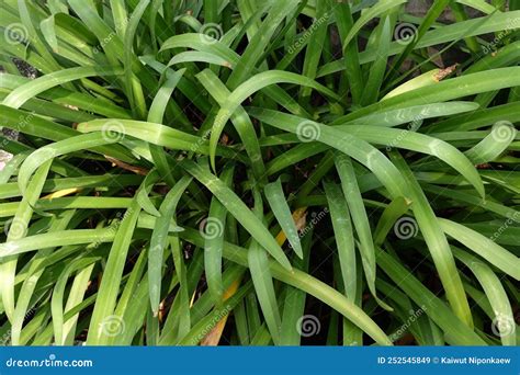 Kyoto Dwarf Grass Ophiopogon Japonicus Stock Image Image Of Empty