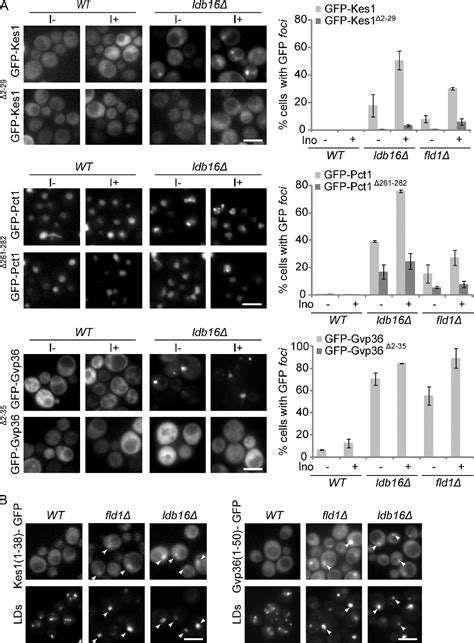 Figure 4 From The Seipin Complex Fld1ldb16 Stabilizes Erlipid Droplet