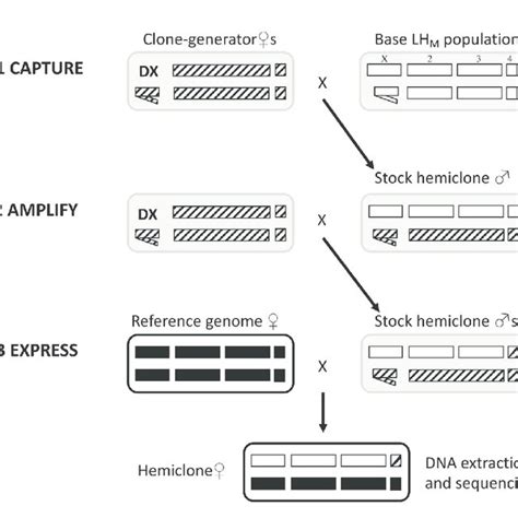 Flow Diagram For The High Throughput Sequencing Data Analysis Data