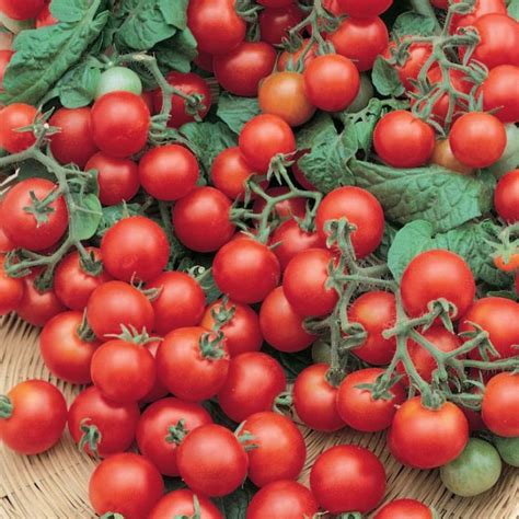 Tomato Ladybug Flower Power