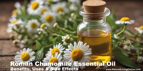 Roman Chamomile Essential Oil Benefits Uses And Side Effects Explained