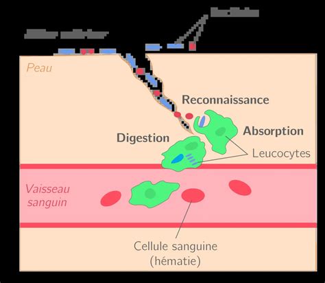 Le Système Immunitaire 3e Cours Svt Kartable