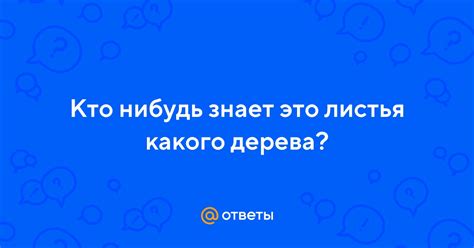 Ответы Mail Кто нибудь знает это листья какого дерева