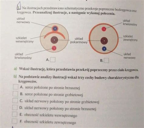 Na ilustracjach przedstawiono schematyczne przekroje poprzeczne bezkręgowca oraz kręgowca