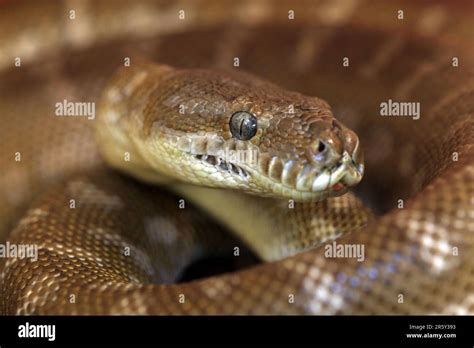 Central Carpet Python Northern Territory Australia Morelia Bredli