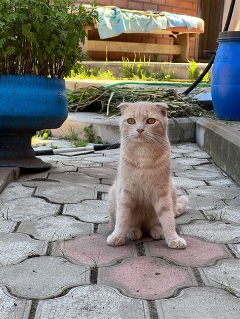 Котик в деревне красивый котик Рыжий котик
