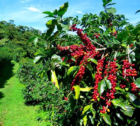 Relieve Physical Fatigue And Increase Mental Alertness Drinking Coffee