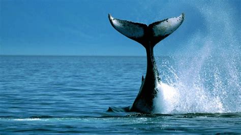 Whale Wallpapers For Desktop 57 Images