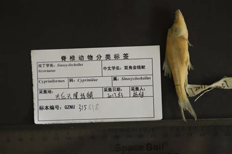 Sinocyclocheilus Bicornutus