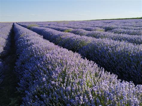 Анатомия на душата Вчера извадих албума седнах да го разглеждаме заедно баба се радва
