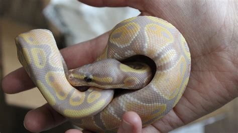 Sanzo Ball Pythons Net Gallery