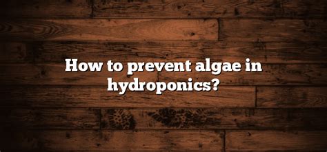 How To Prevent Algae In Hydroponics Inter Culturalu