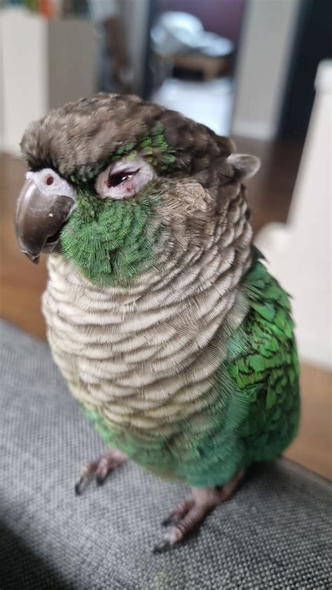 앵무새 눈 상처 지식in