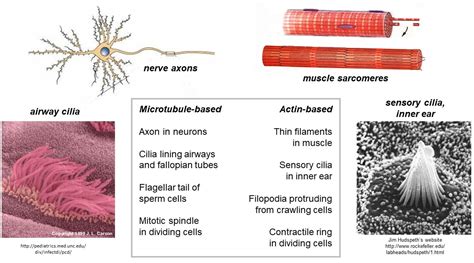 Cytoskeleton Molecular Motors And Cell Motility Physiology