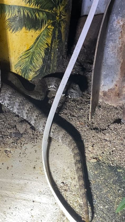 Cute Little Death Adder Making Itself Comfy In My Shed Raustralianwildlife