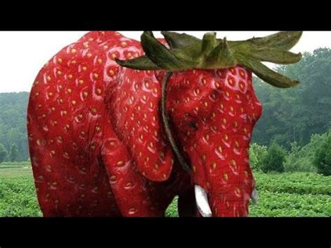 КЛУБНИЧНЫЙ СЛОН ПОЕТ... - YouTube