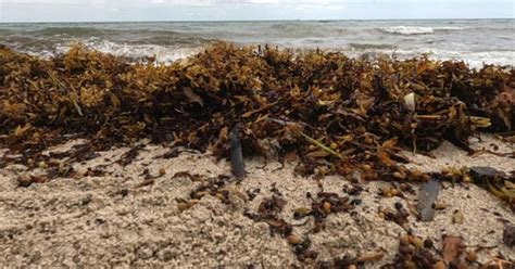 What Is Sargassum Huge Blob Of Seaweed Heading Toward Floridas Coast