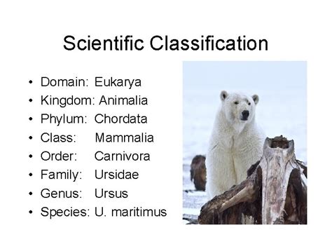 Polar Bear Ursus Maritimus Lucas Oseguera Scientific Classification