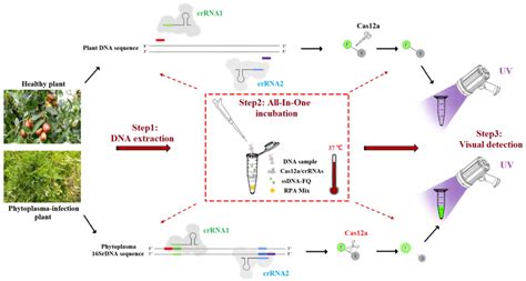 schematic of the phytoplasma visual detection system based on download scientific diagram