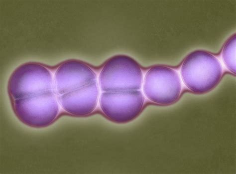 Enterococcus Faecalis Dividing Tem Photograph By Science Photo Library